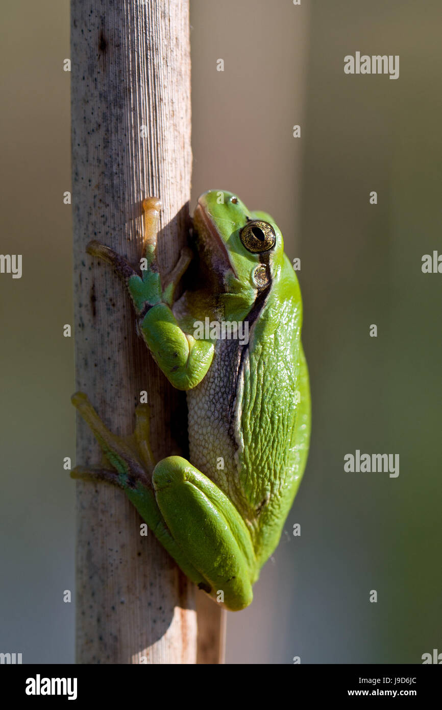 animal, green, fauna, amphibians, frog, greenback, tree frog, animal ...