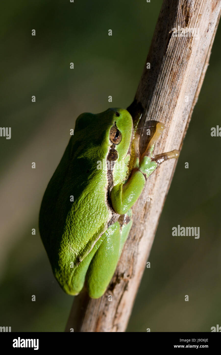 animal, green, fauna, amphibians, frog, greenback, tree frog, animal ...