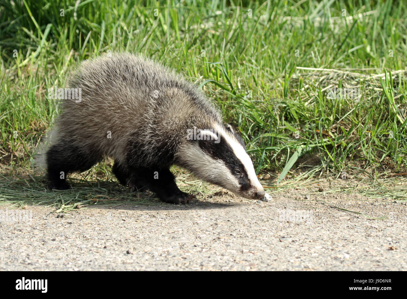 predator, young animal, badger, predator, young animal, badger, meles ...