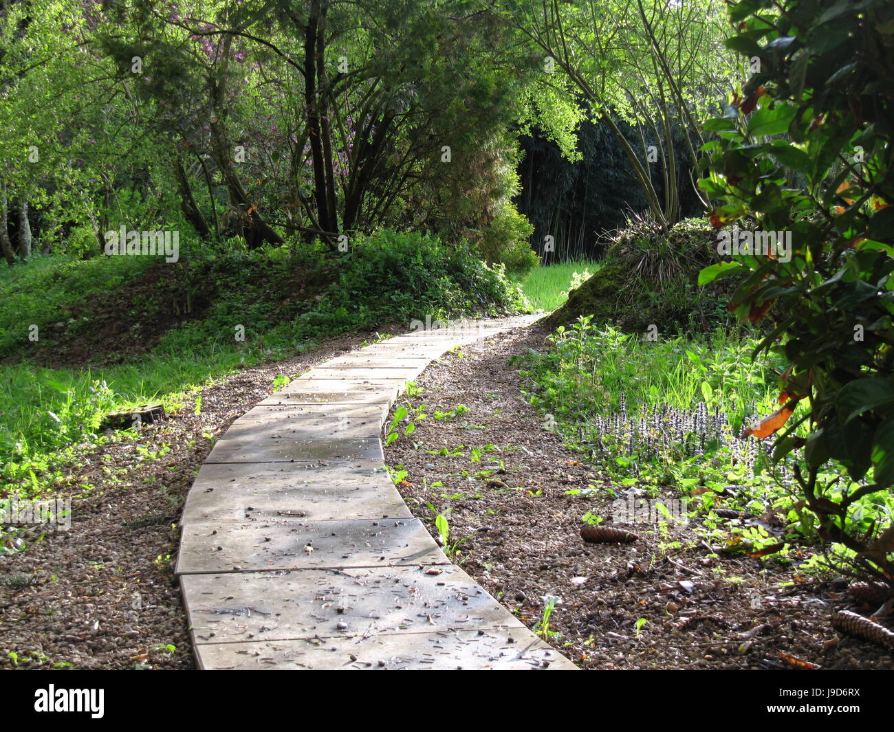 park, garden, parkway, pavement, gardens, garden-path, path, way, tree ...