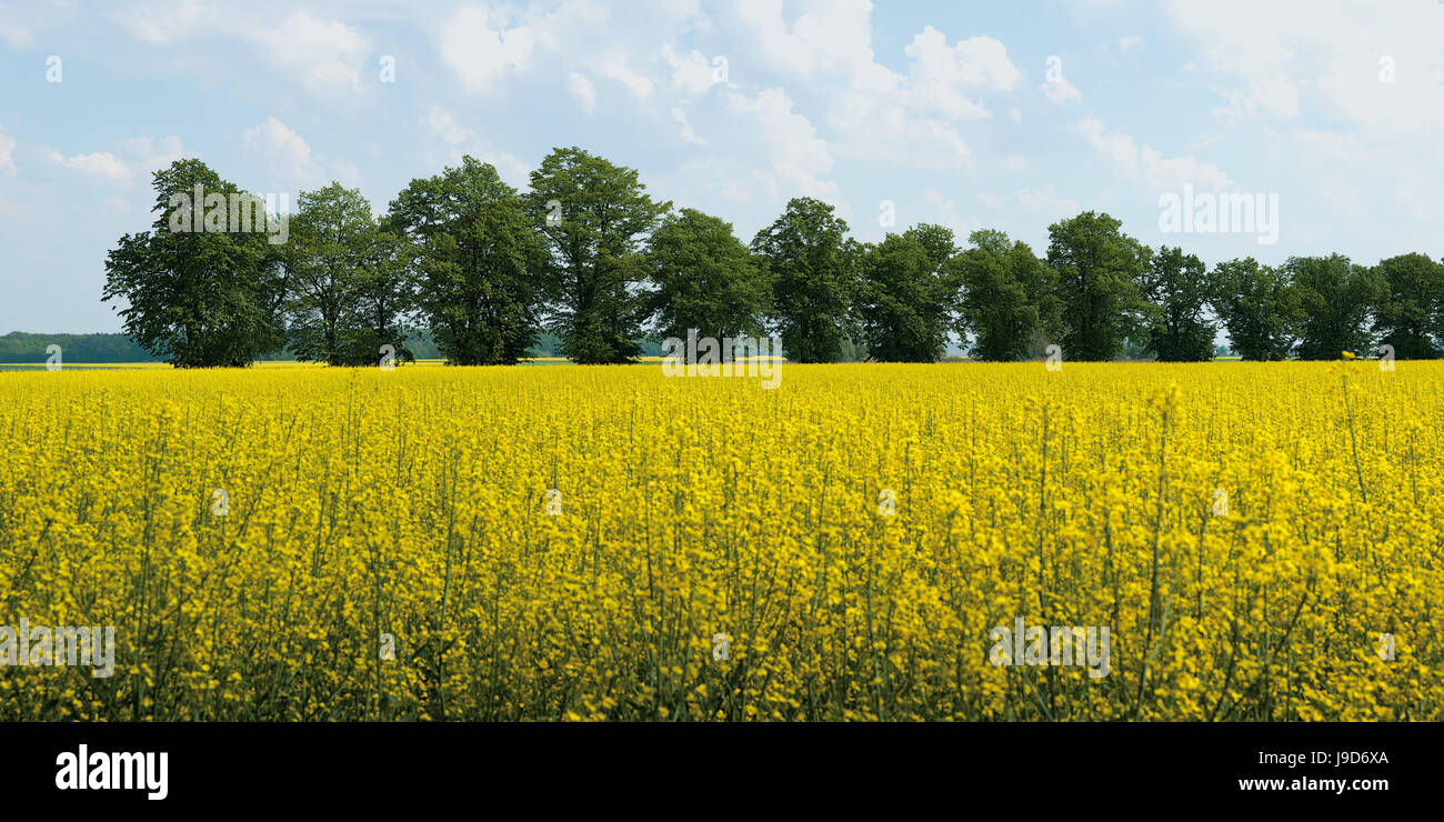 flower, plant, field, sight, view, outlook, perspective, vista ...