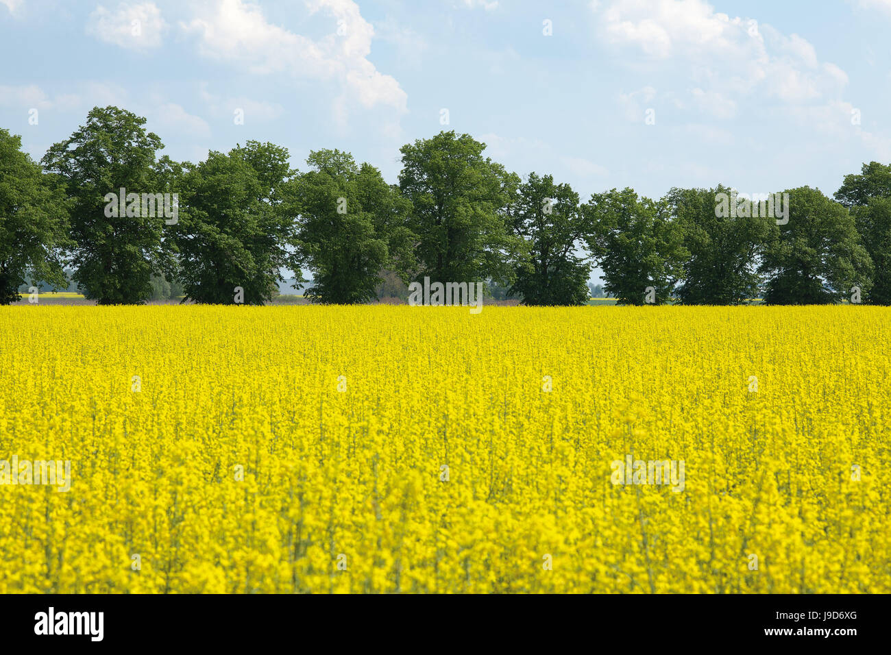 flower, plant, field, sight, view, outlook, perspective, vista ...