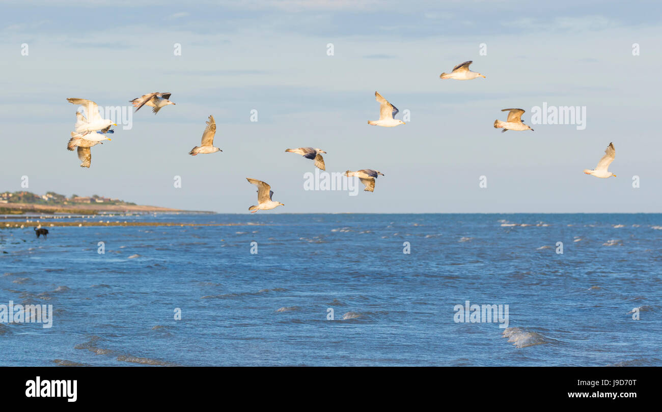Low flying birds hi-res stock photography and images - Alamy