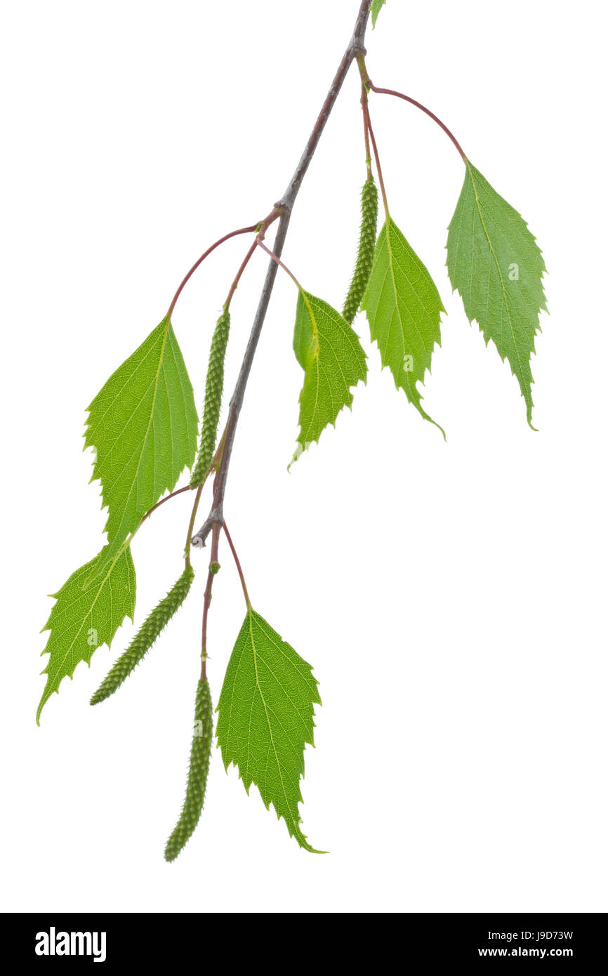 green, spring, birch, birch leaf, page, sheet, macro, close-up, macro ...