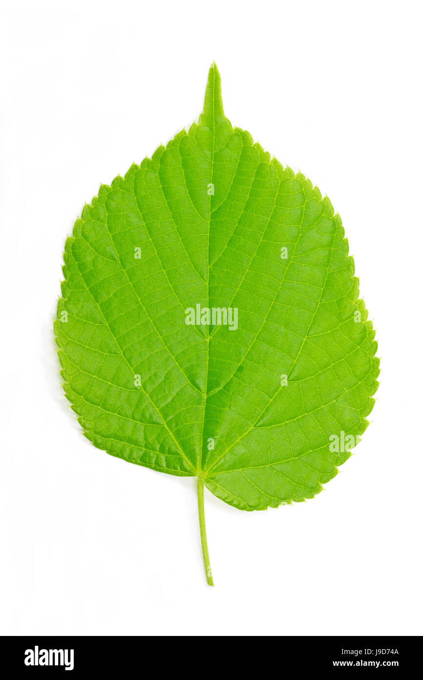 hazel leaf (corylus avellana Stock Photo - Alamy