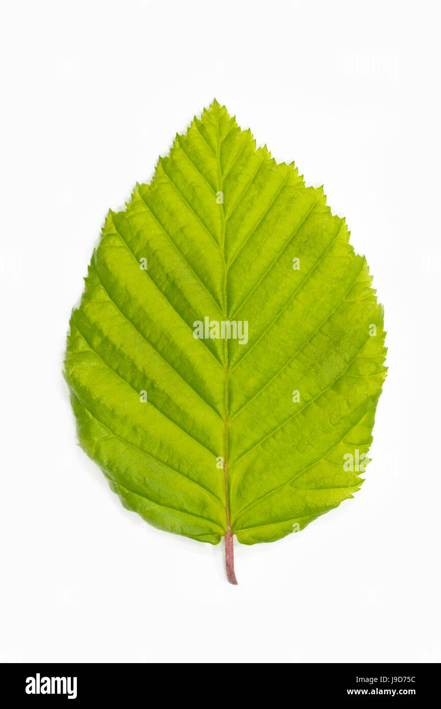 Young beech tree leaves Cut Out Stock Images & Pictures - Alamy