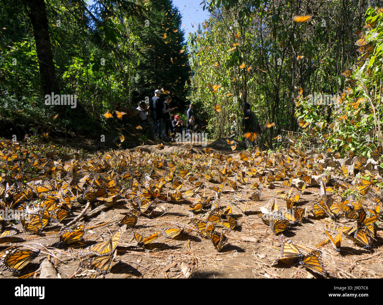 Monarch butterfly mexico hi-res stock photography and images - Alamy