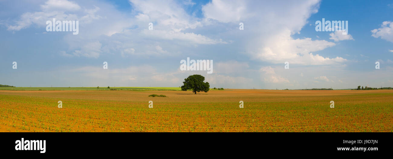 Empty corn field hi-res stock photography and images - Alamy
