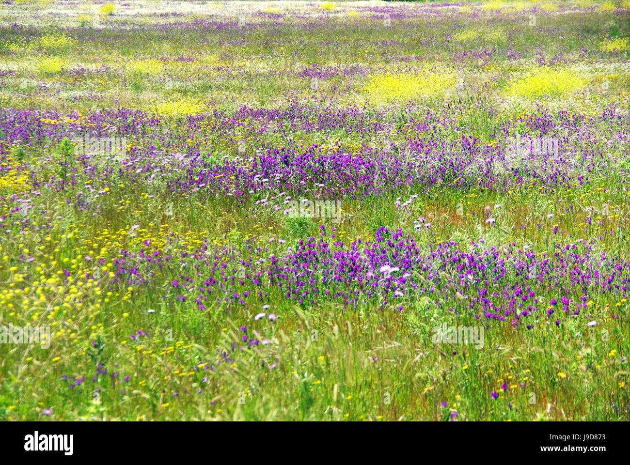 blue, flower, plant, bloom, blossom, flourish, flourishing, field ...