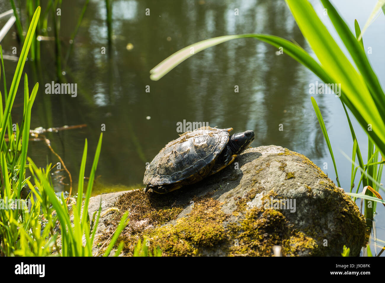 A turtle on a rock Stock Photo - Alamy