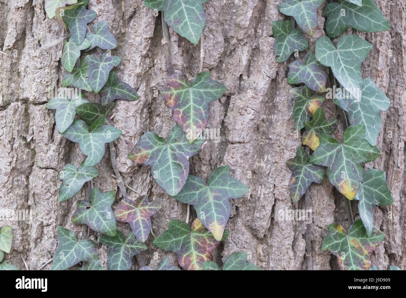 "Ivy on Tree" Ivy growing up on a large tree Stock Photo - Alamy