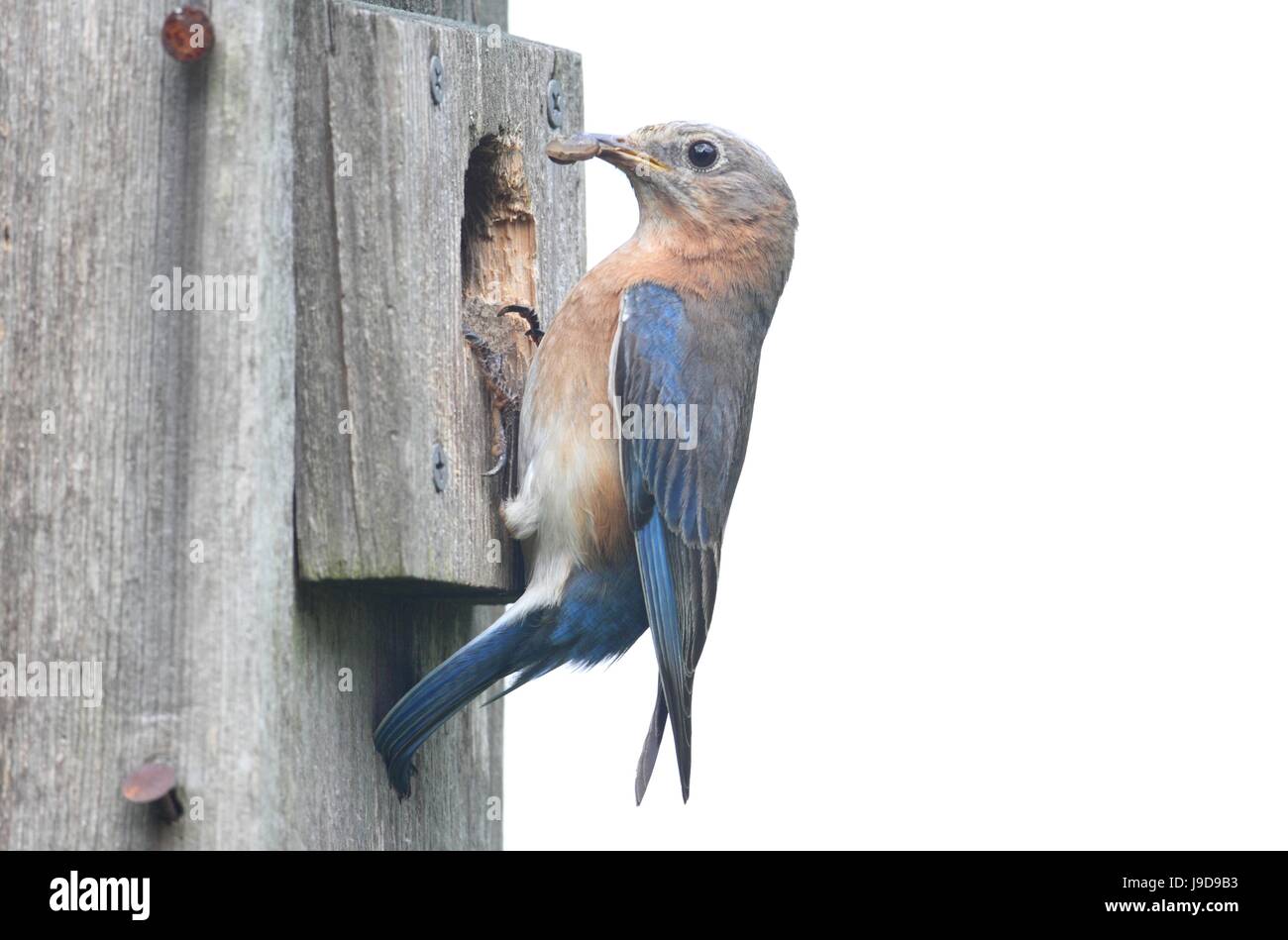 isolated, bird, white, isolated, animal, bird, wild, birds, wildlife ...