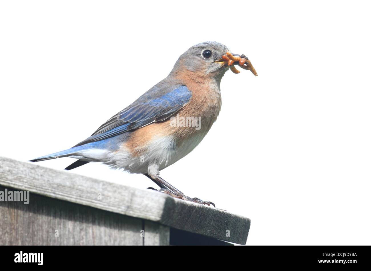 isolated, bird, white, isolated, animal, bird, wild, birds, wildlife ...