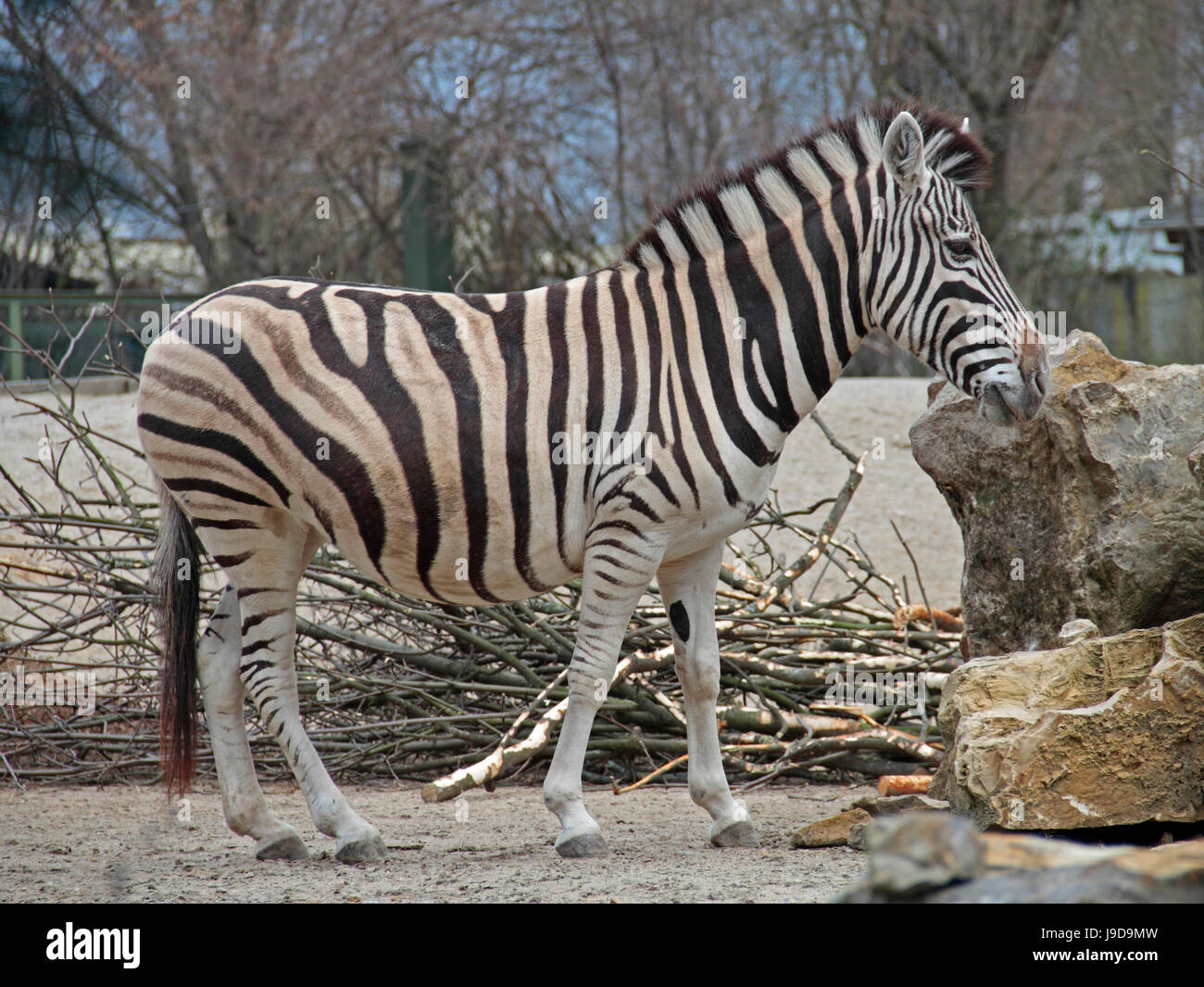 striated, zebra, safari, symbolism, hoofed animal, stripes, stripe ...