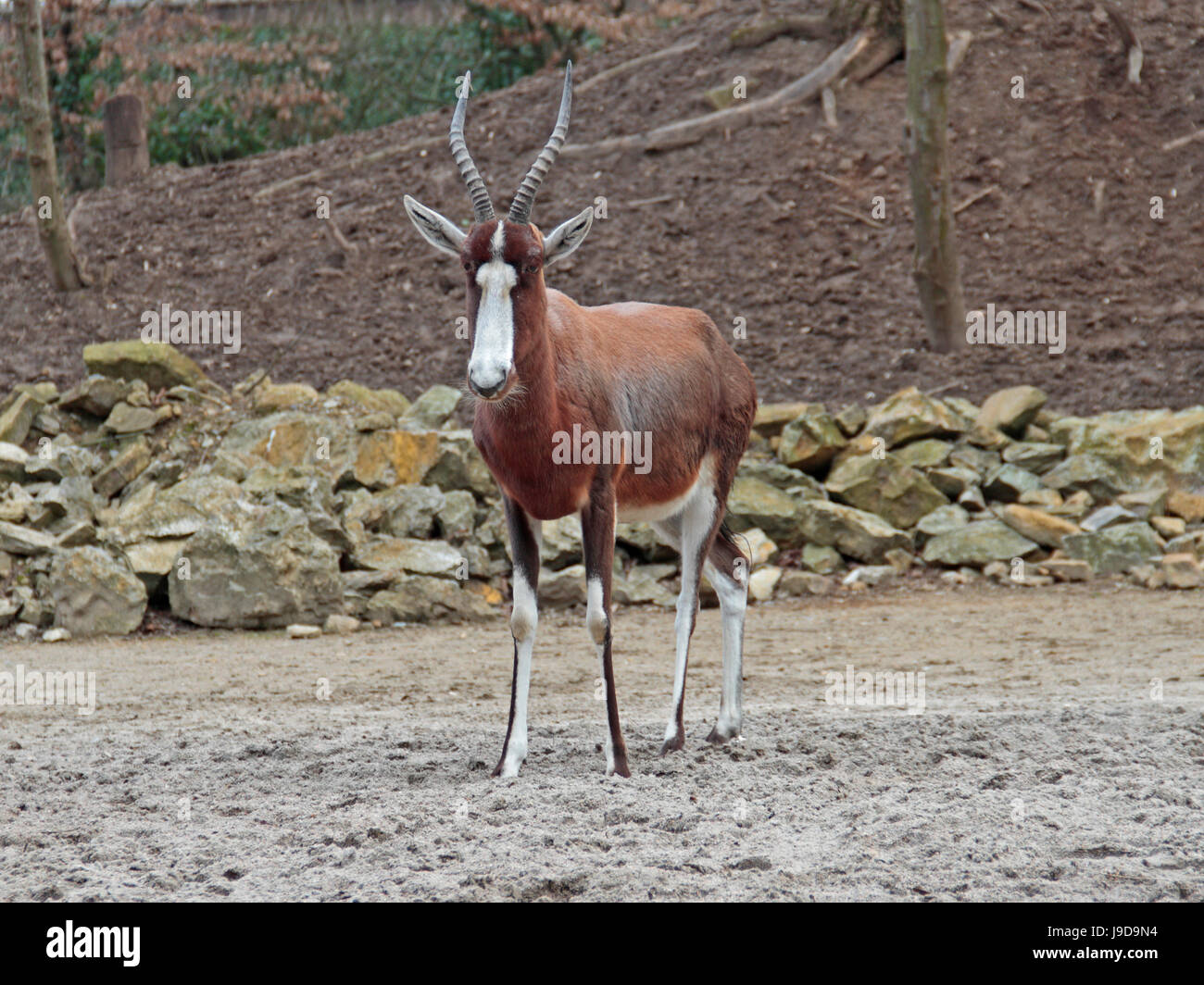 safari, hoofed animals, antelope, detail, animal, mammal, brown ...