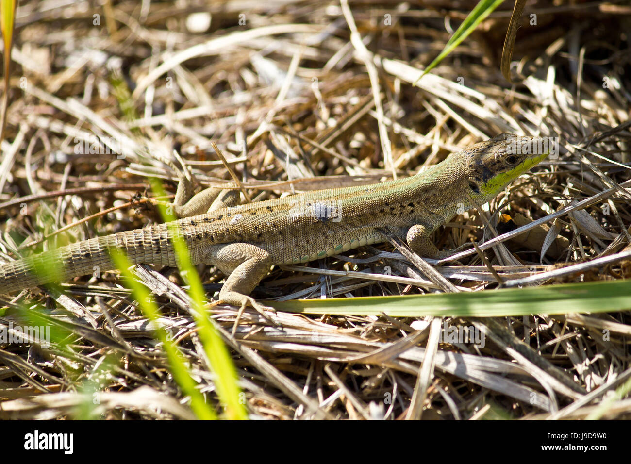 environment, enviroment, closeup, animal, lizard, green, environment ...