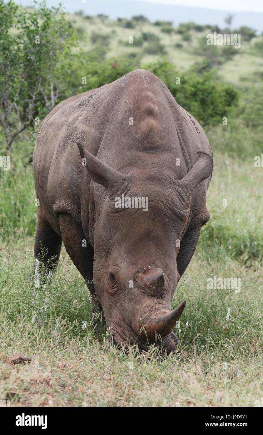 horn, south africa, threatens, periled, horn, south africa, threatens ...