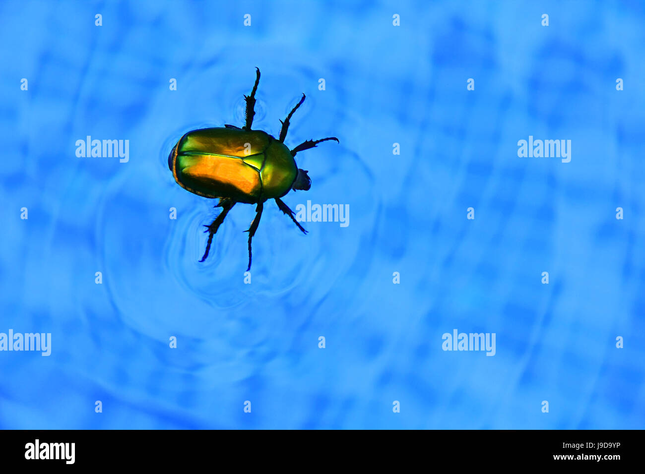 blue, insect, green, beetle, sail, float, wet, one, bug, cockchafer ...