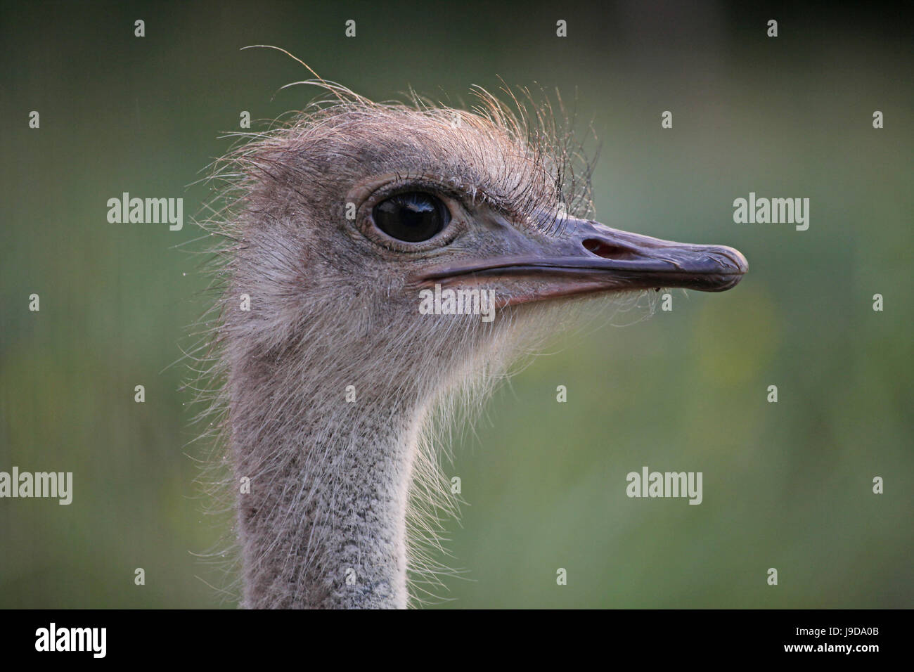 south africa, female, hen, cursorial birds, south africa, female, hen ...