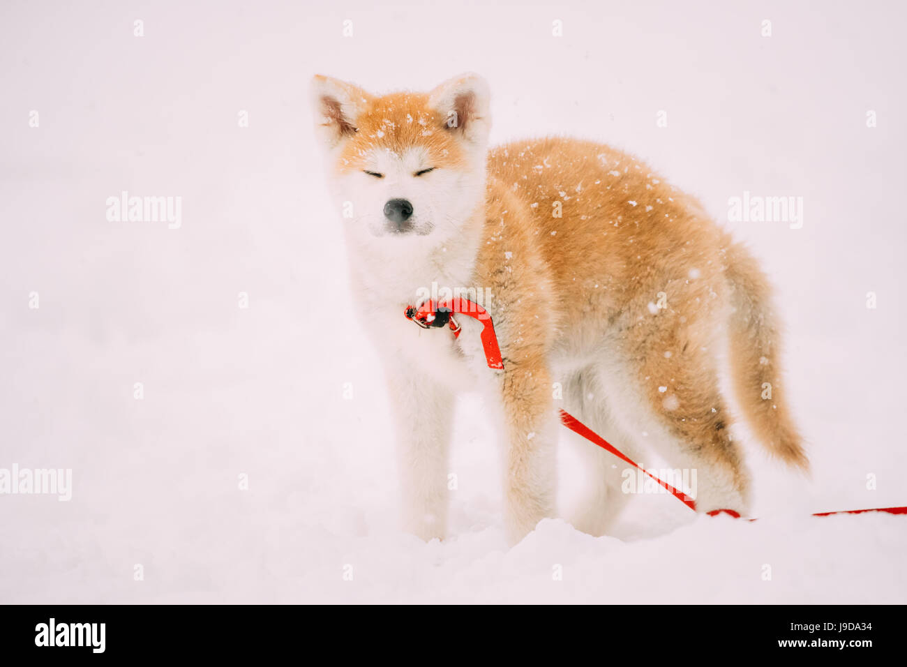 Beautiful Puppy Of Akita Dog Or Akita Inu, Japanese Akita Standing In ...