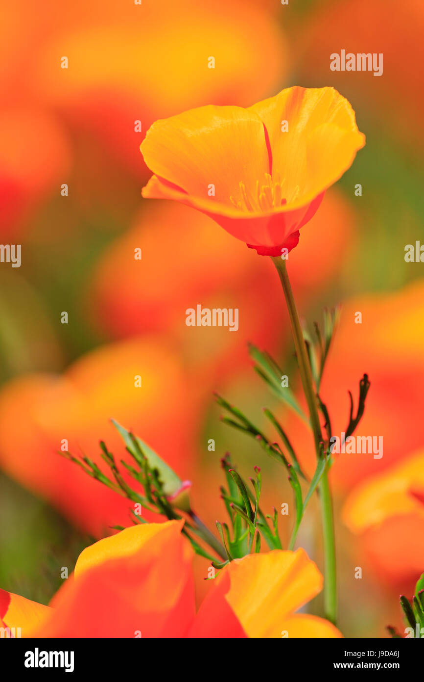 Poppy flowers, Malibu Creek State Park, Los Angeles, California, USA ...
