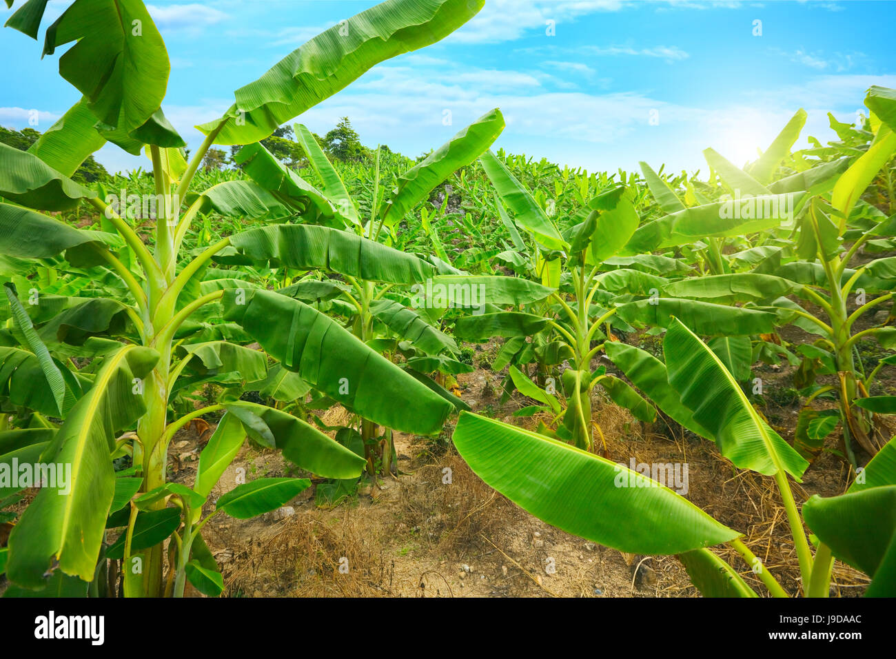 leaf, sweet, tree, progenies, fruits, branch, fruit, tropical, smell ...