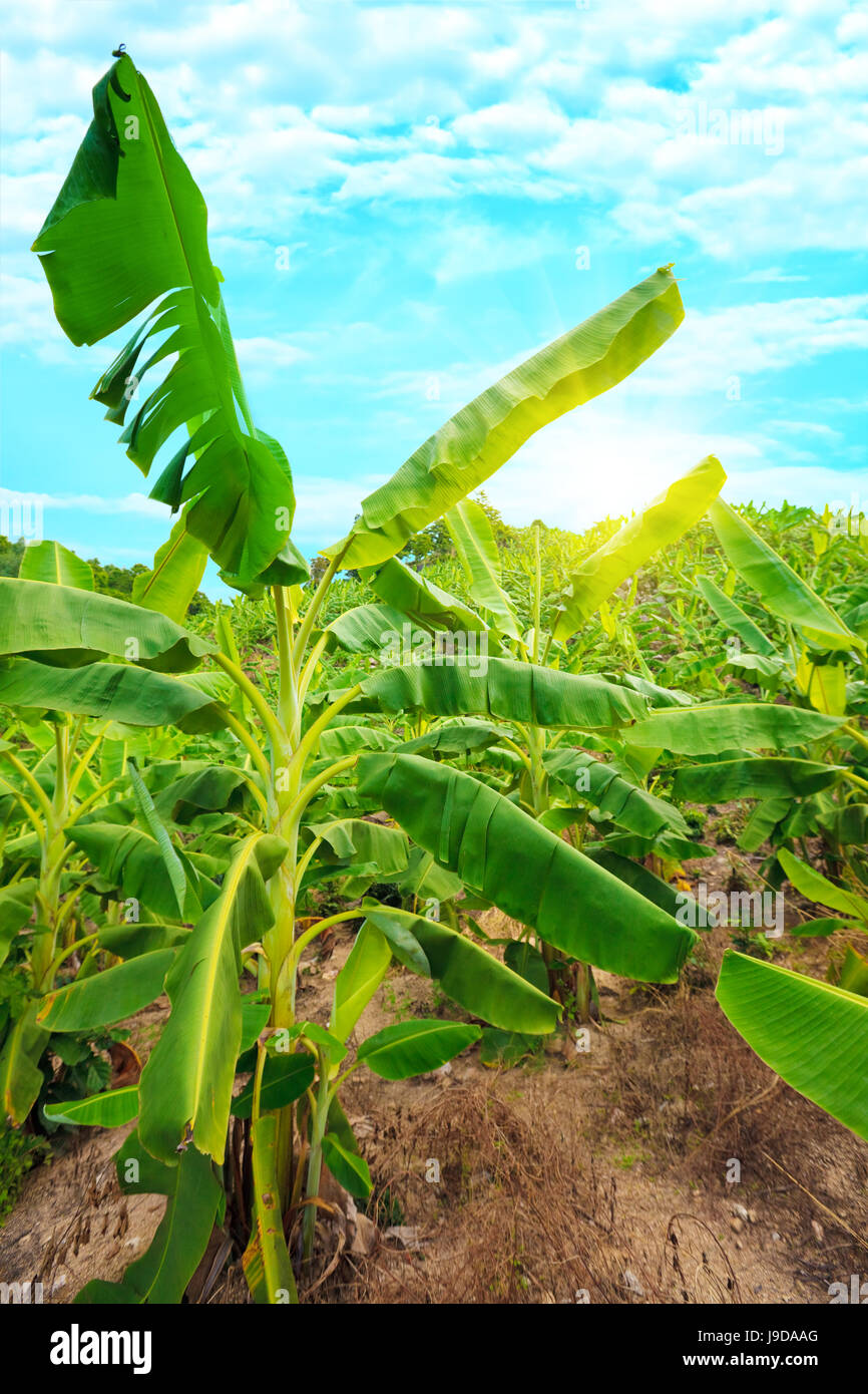 leaf, agriculture, farming, fruit, banana, country, plantation, scenery ...