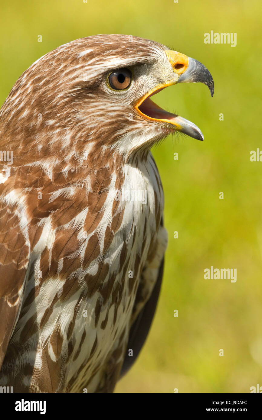 bird, buzzard, hawk, colour, animal, bird, brown, brownish, brunette ...