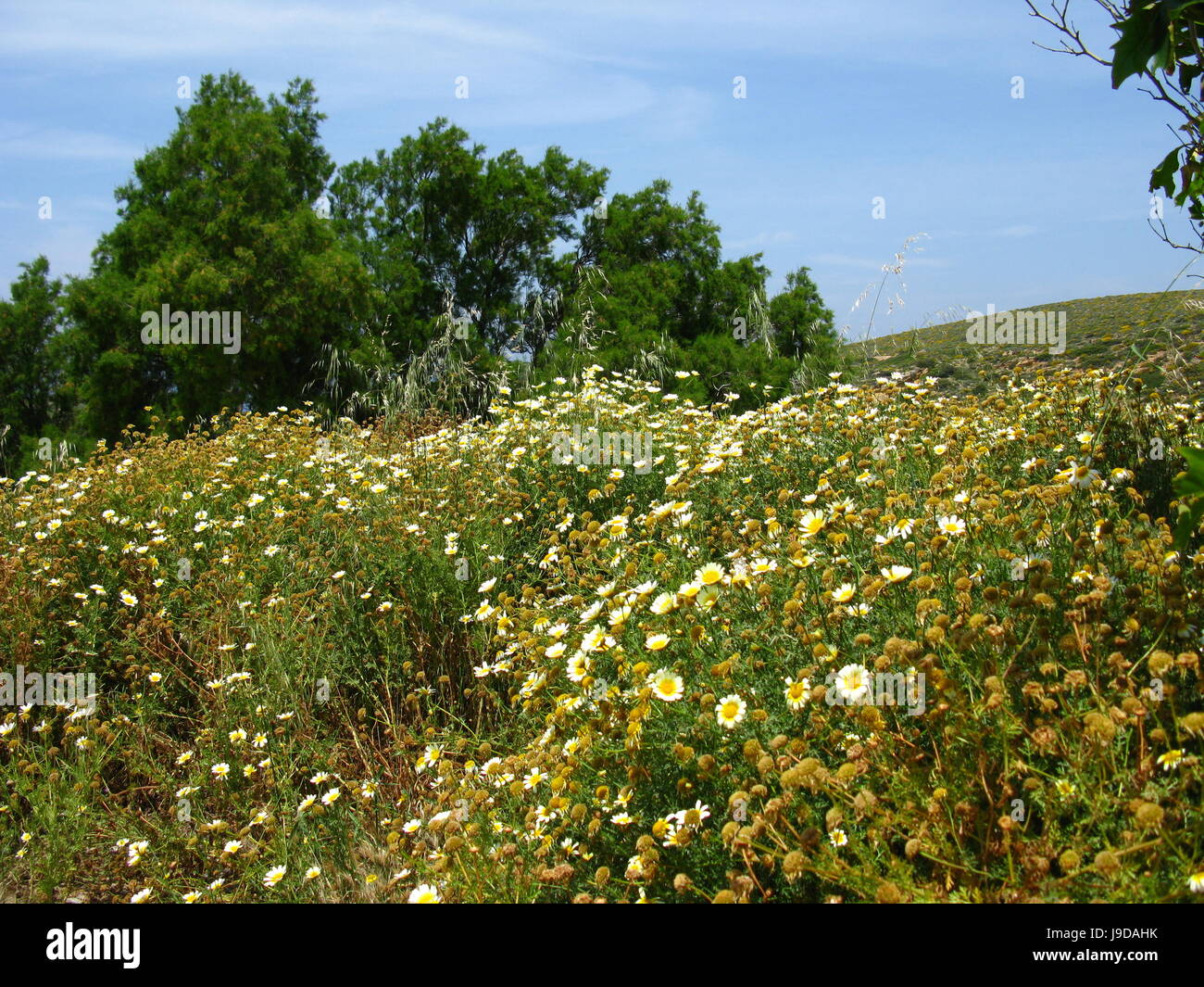 Kamillenblumen hi-res stock photography and images - Alamy