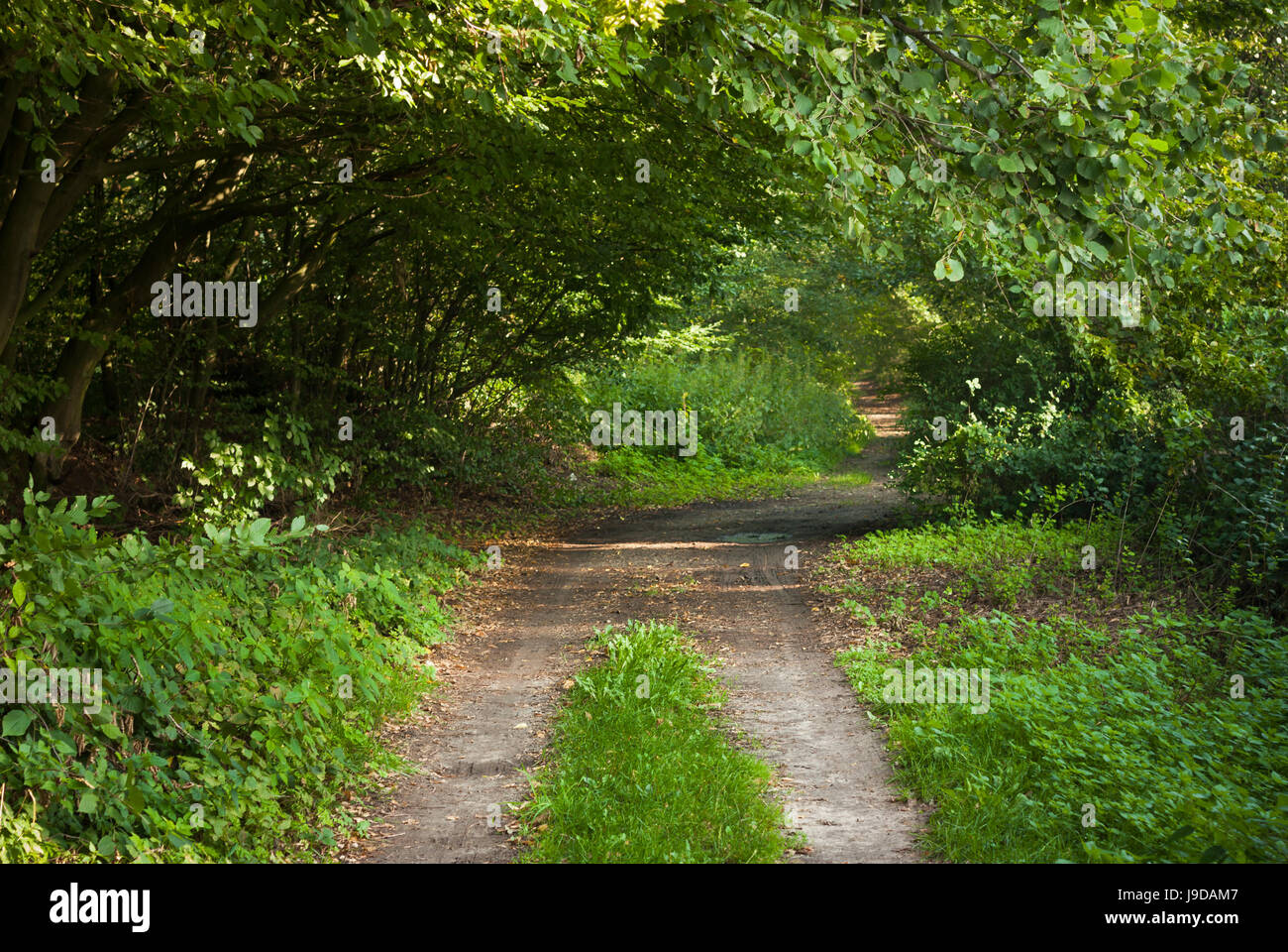 tree, trees, green, ground, soil, earth, humus, leaves, flower, flowers ...
