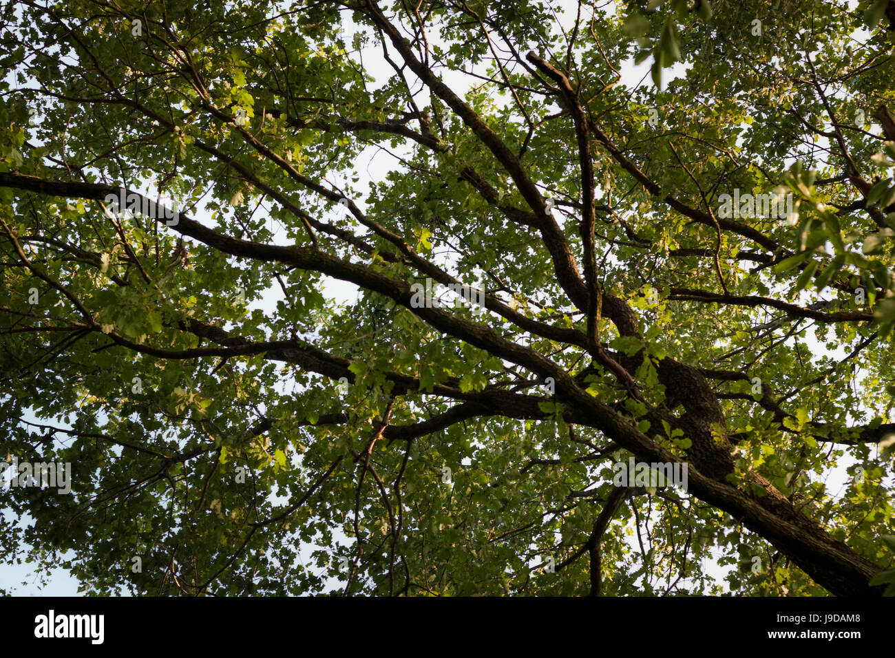 blue, tree, ground, soil, earth, humus, leaves, branch, solitary, bark ...
