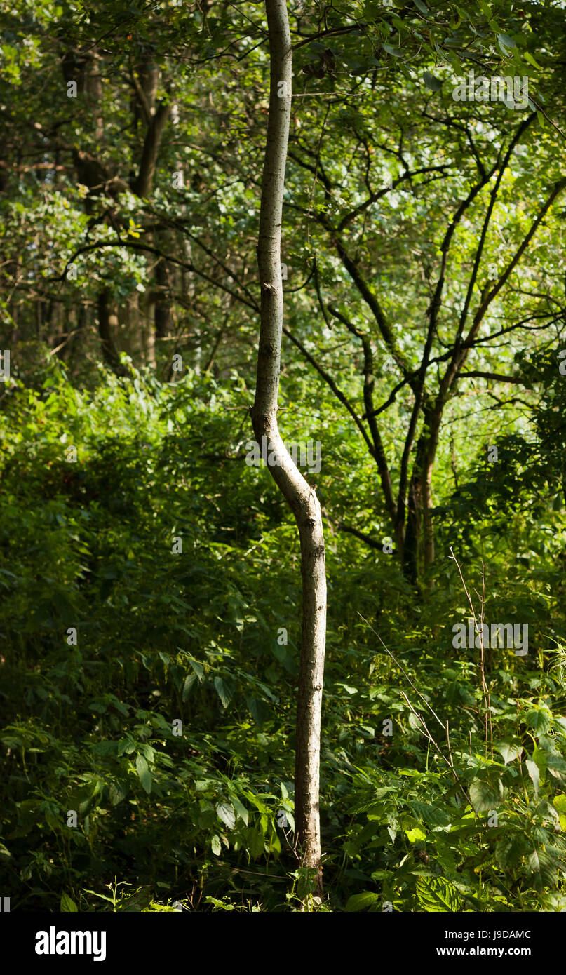 blue, tree, ground, soil, earth, humus, leaves, branch, solitary, bark ...