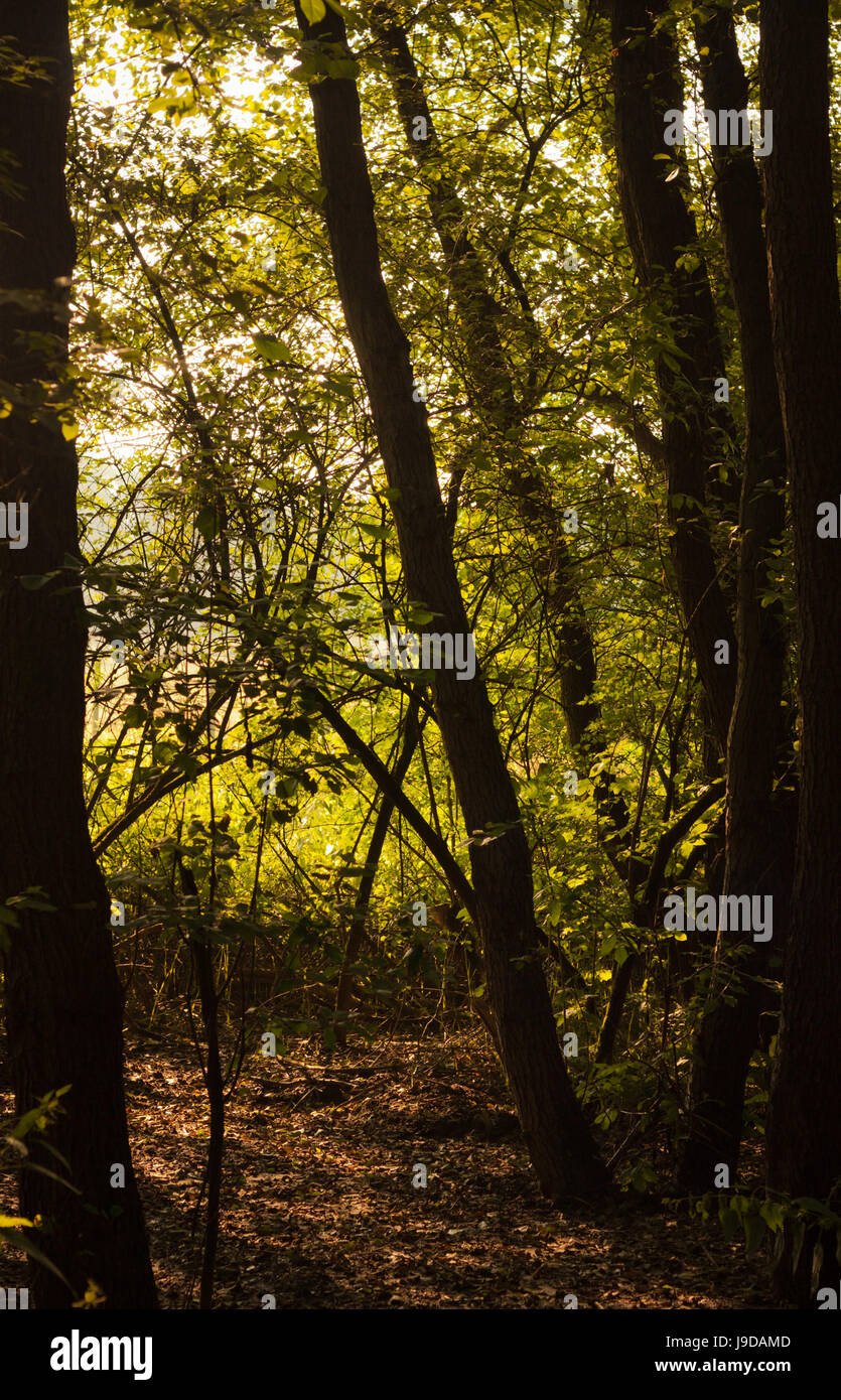 blue, tree, ground, soil, earth, humus, leaves, branch, solitary, bark ...