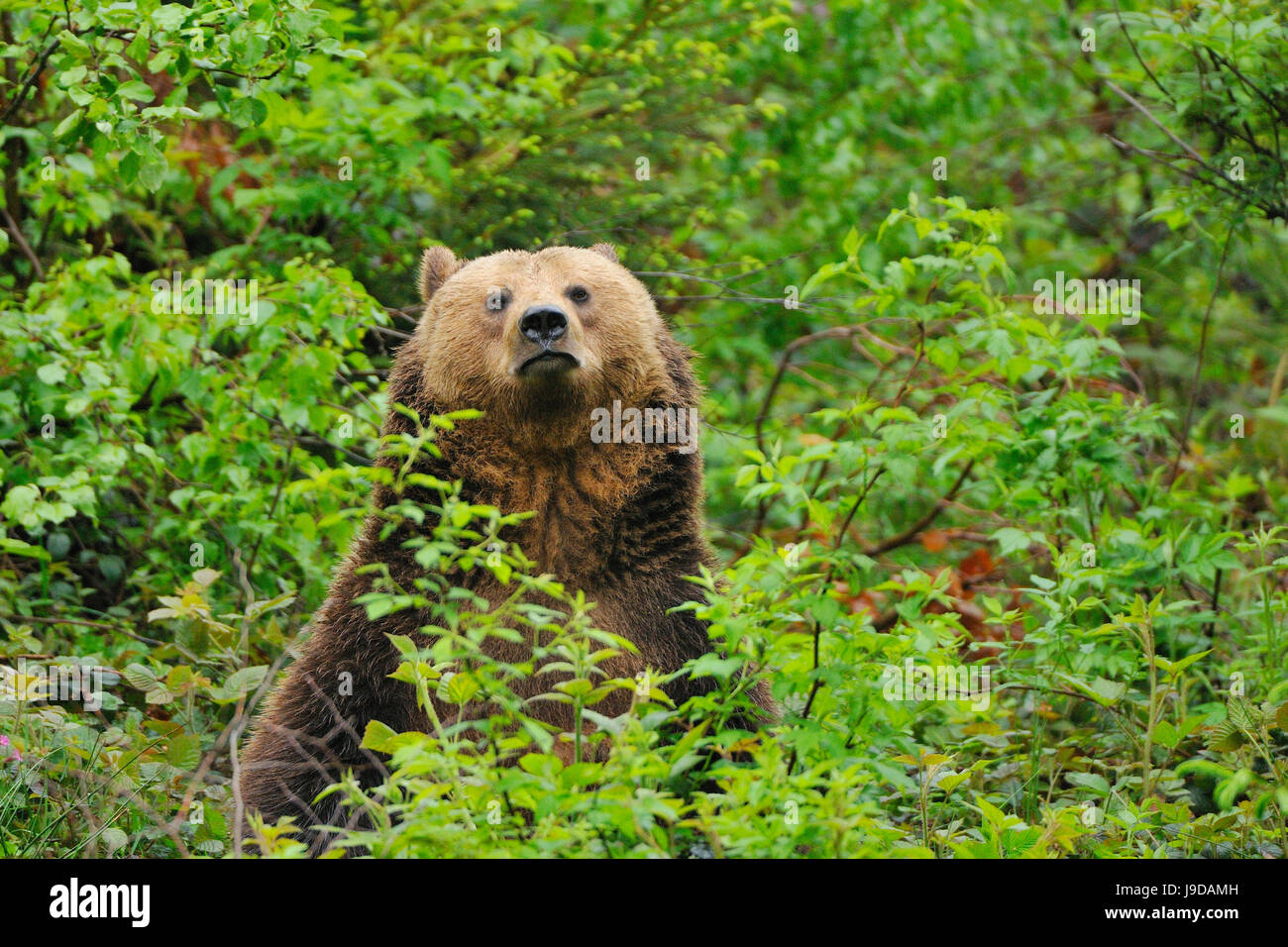 big, large, enormous, extreme, powerful, imposing, immense, relevant ...