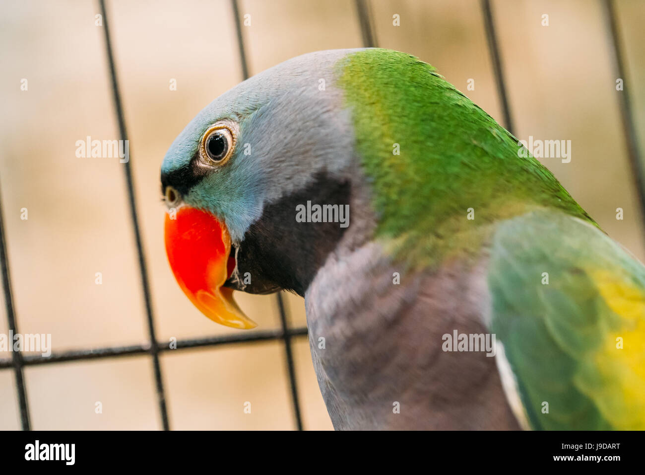 Close Up Of Lord Derby's Parakeet Or Psittacula Derbiana, Also Known As ...