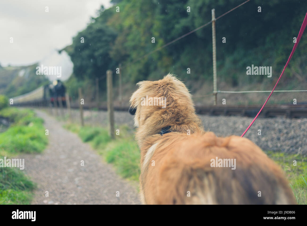 A big dog is looking at a steam train approaching in the distance Stock ...