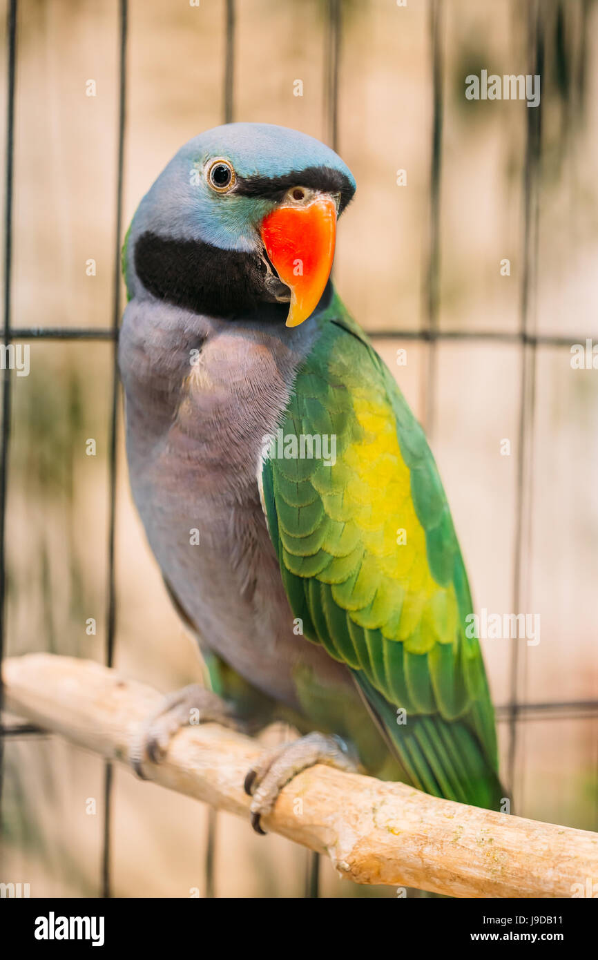 Derbyan hi-res stock photography and images - Alamy