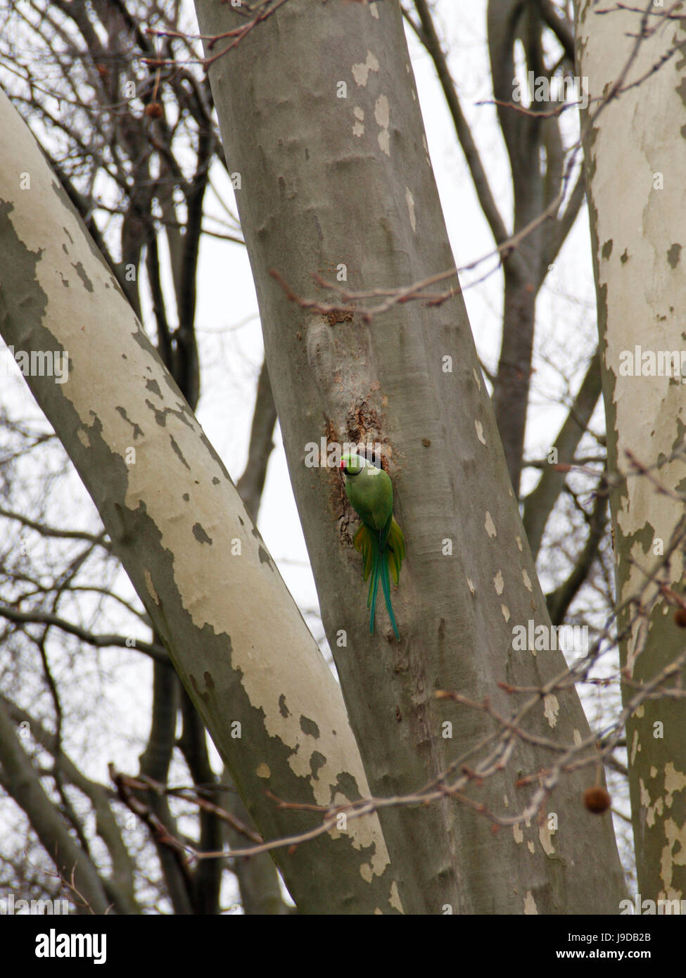 bird, green, birds, australia, parakeet, wait, waiting, animal, bird ...