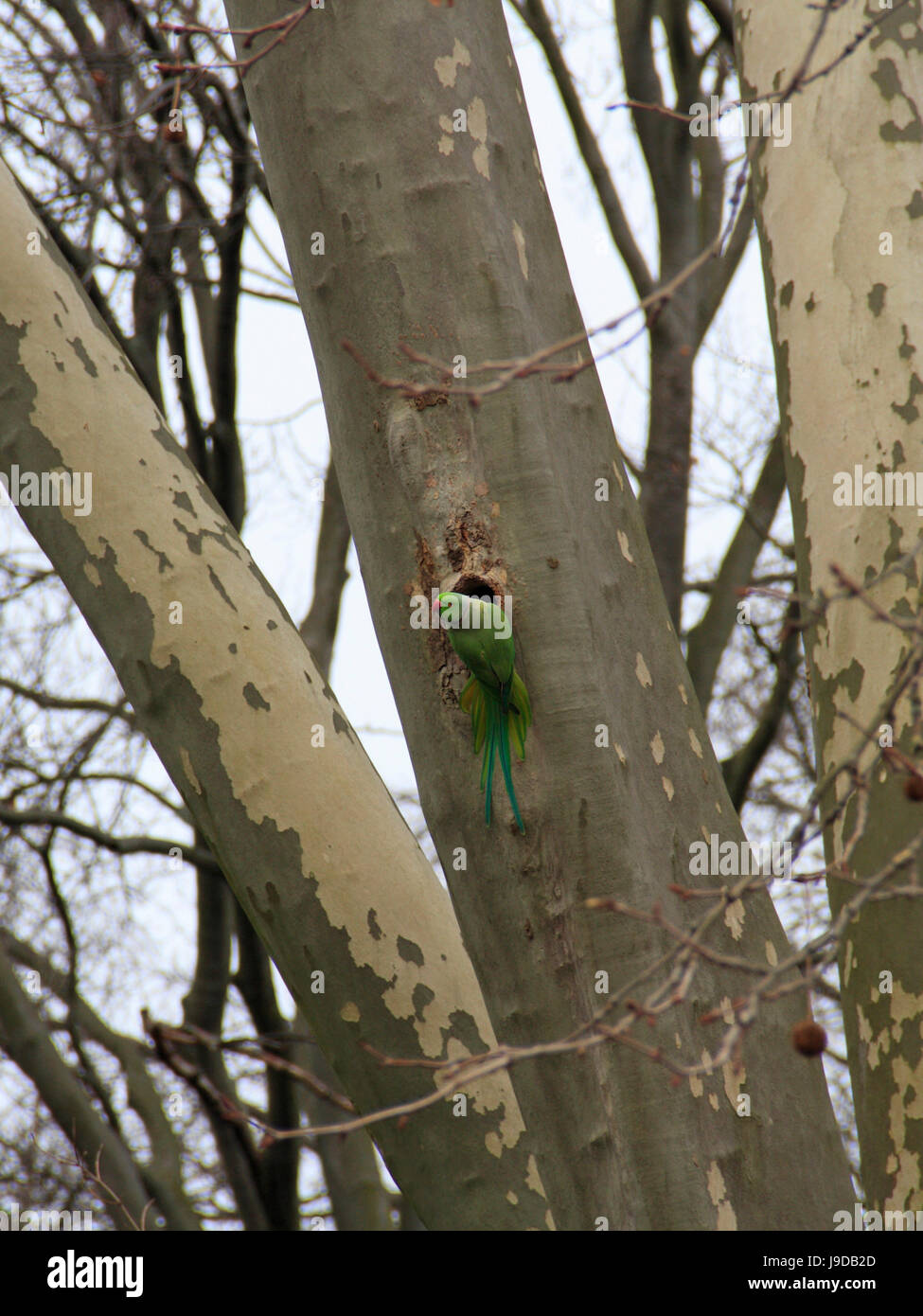 bird, green, birds, australia, parakeet, wait, waiting, animal, bird ...