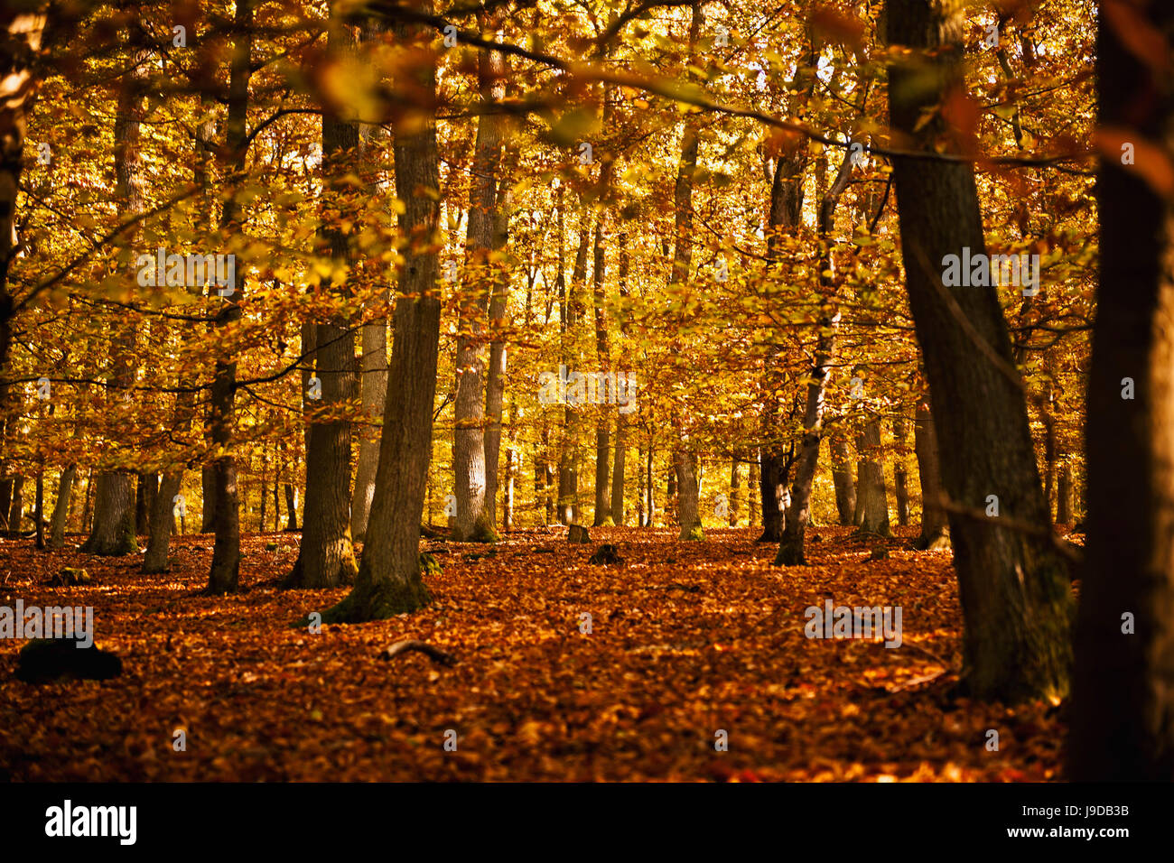 golden autumn forest Stock Photo - Alamy