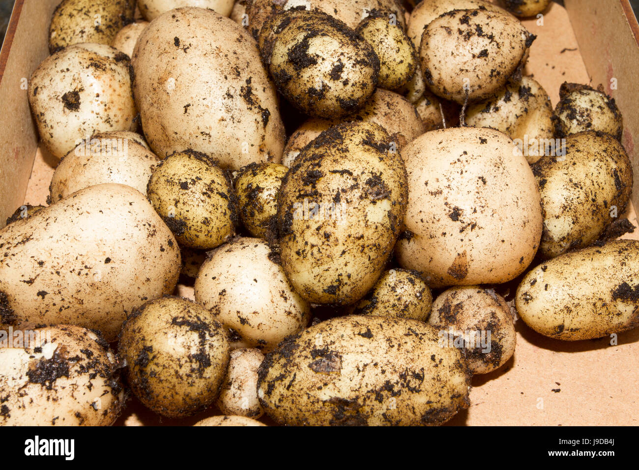 Earth covered potatoes hi-res stock photography and images - Alamy
