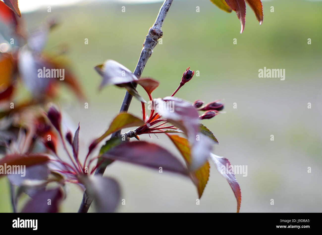 Red decorative Apple tree leaves in the garden at spring Stock Photo ...