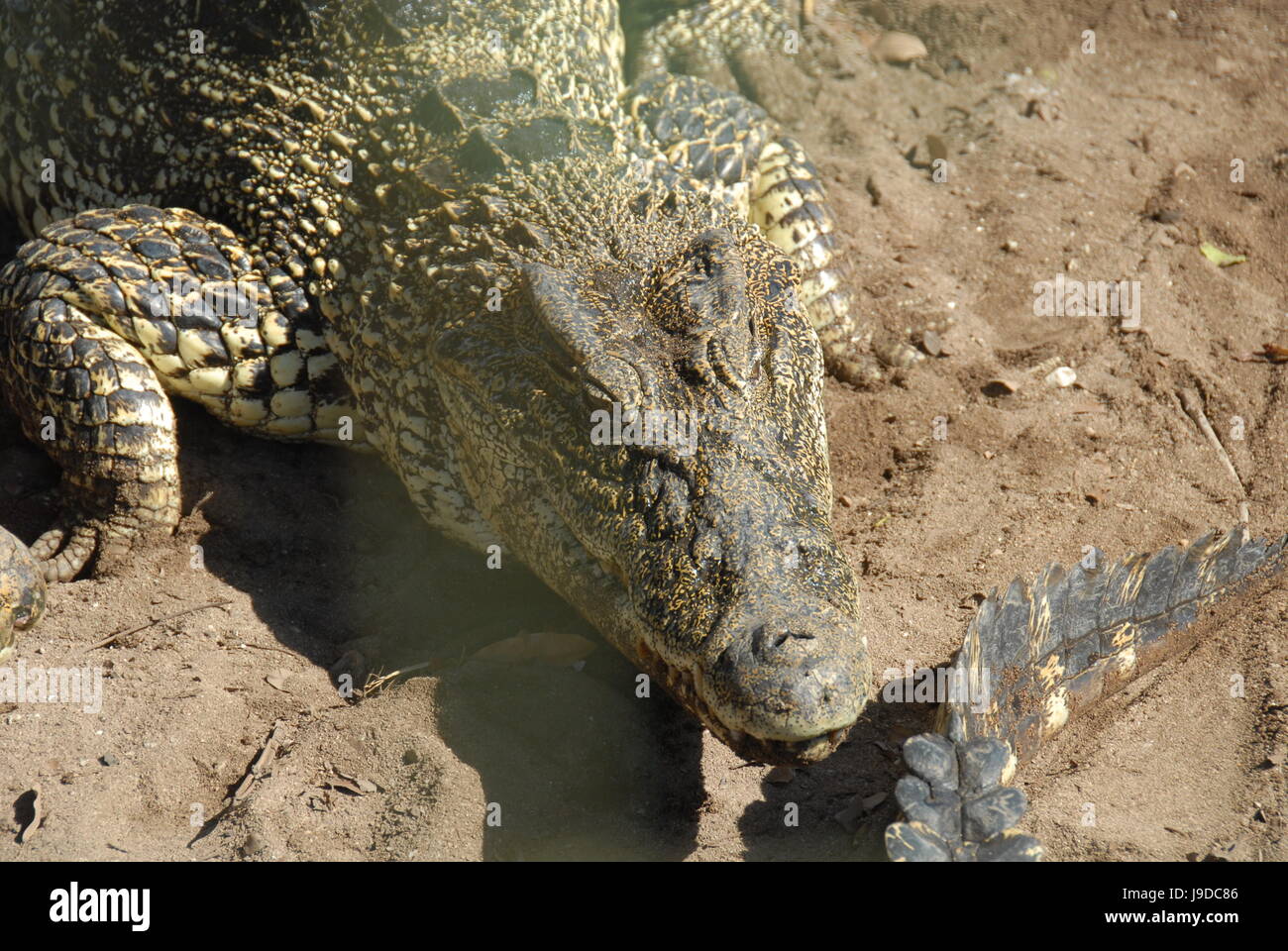 crocodile, reptiles, salt water, water, fresh water, reptiles, muzzle ...
