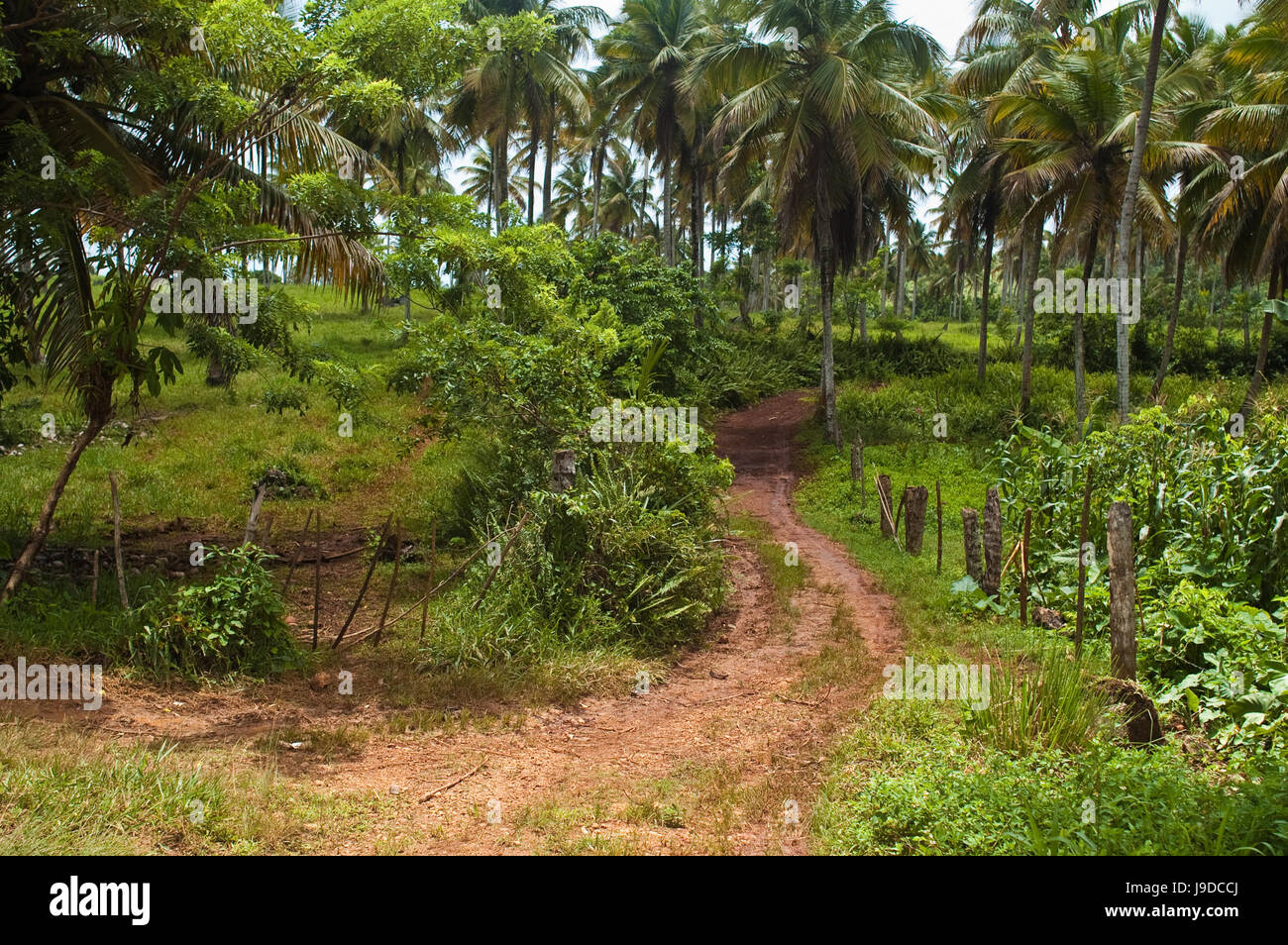 walk, go, going, walking, leaf, travel, tree, horizon, park, wood ...