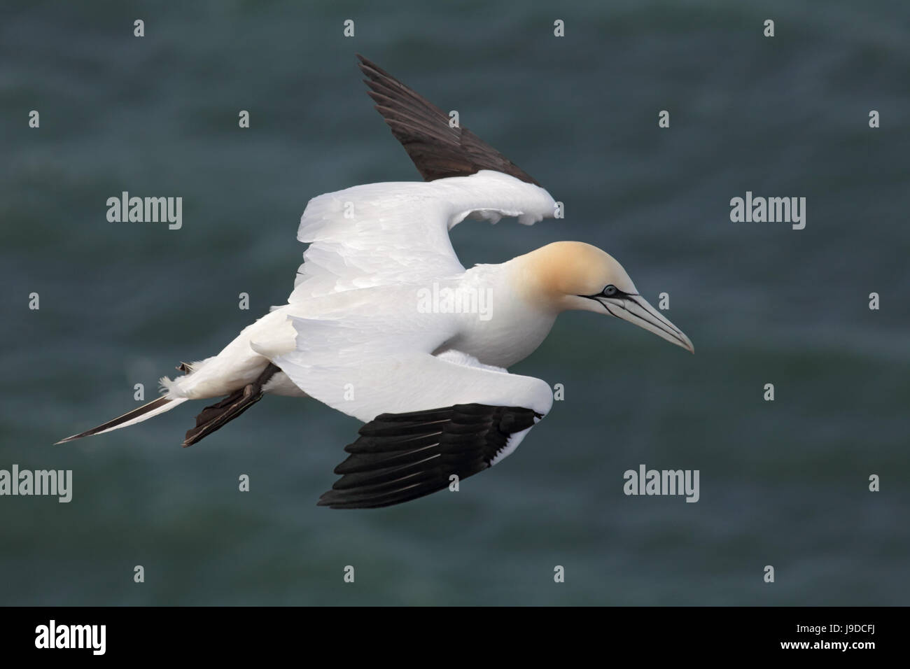 flight, bird, birds, wildlife, hick, fly, flies, flys, flying, flight ...