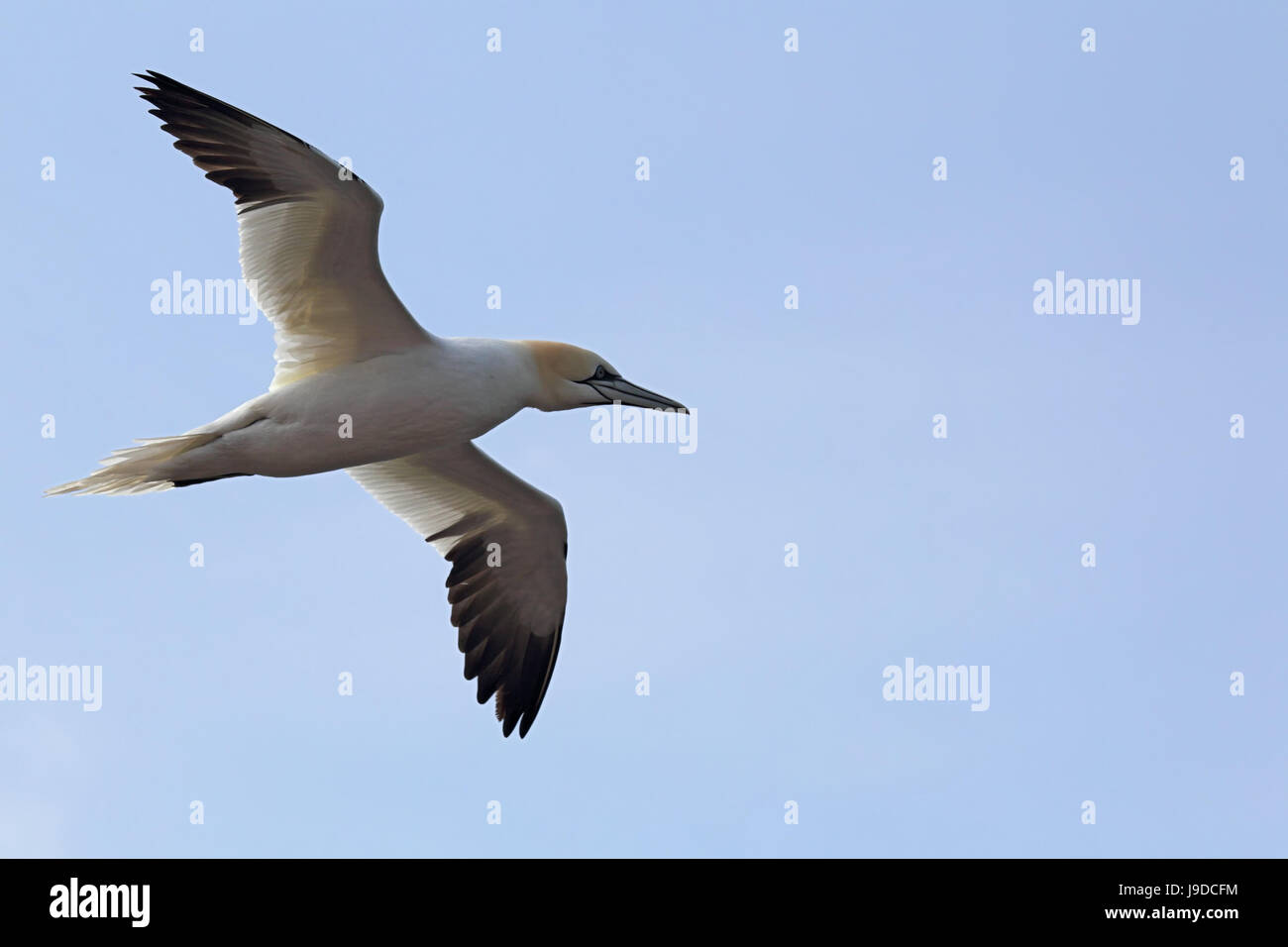 flight, bird, birds, wildlife, hick, fly, flies, flys, flying, flight ...