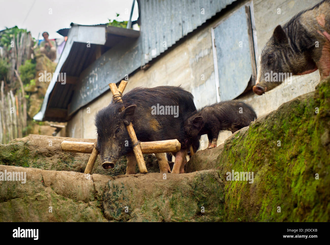 Pig farming philippines hi-res stock photography and images - Alamy