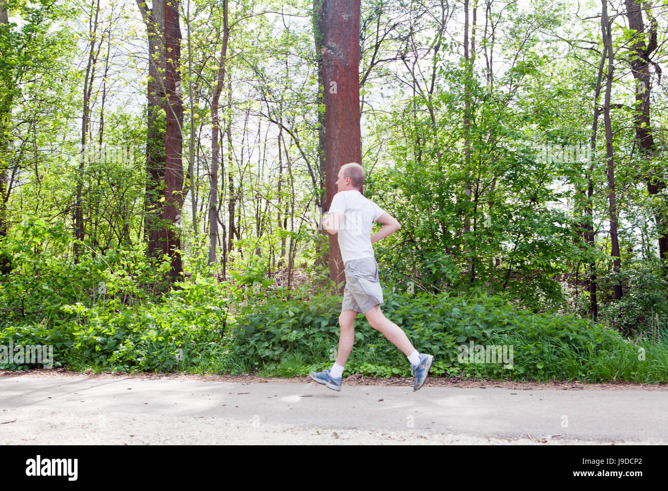 sport, sports, active, jog, training, forest, fitness, man, nature ...