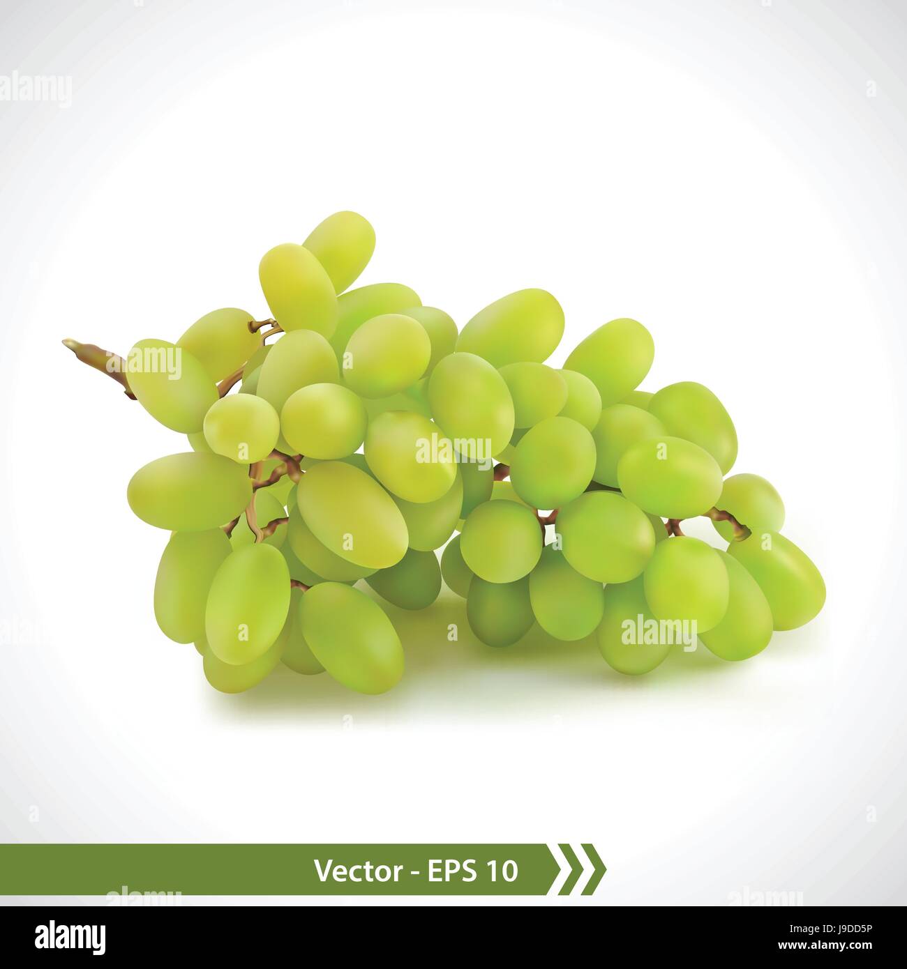 Vector Illustration of Photo Realistic Green Grapes isolated on a white ...