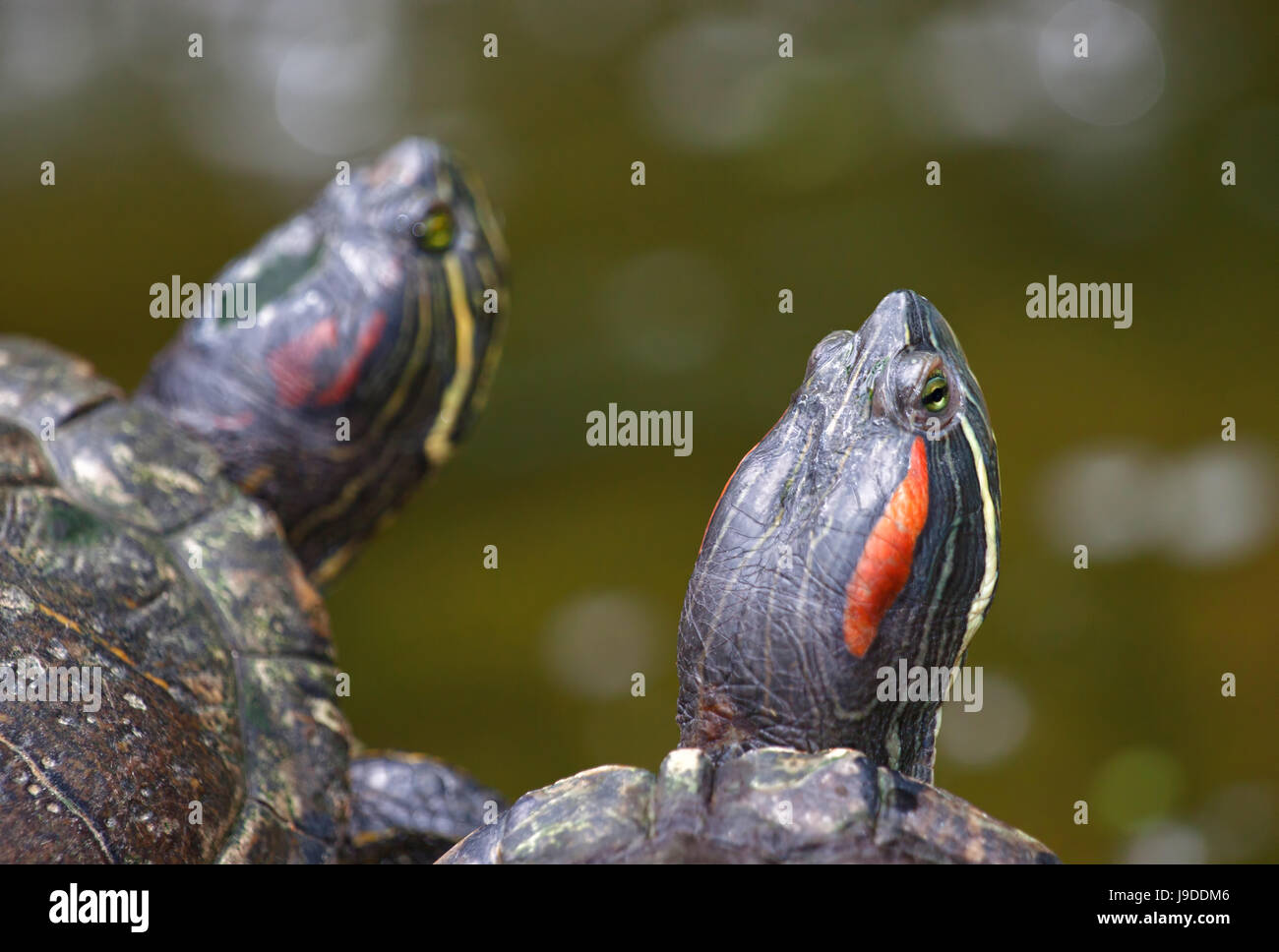 Crowded animals hi-res stock photography and images - Alamy